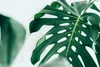 Monstera Deliciosa Care [Soil, Watering, Repotting, Fertilizing ...