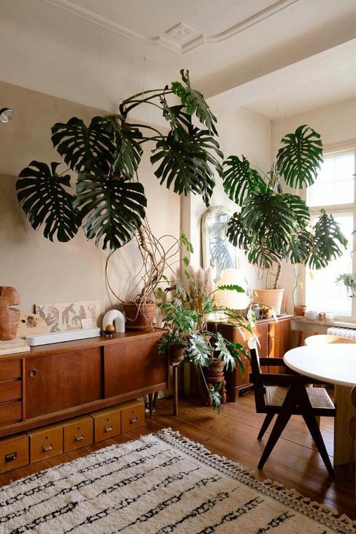 Monstera Deliciosa Care [Soil, Watering, Repotting, Fertilizing ...