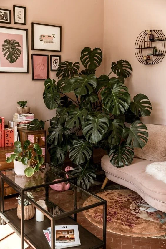 Monstera Deliciosa Care [Soil, Watering, Repotting, Fertilizing ...