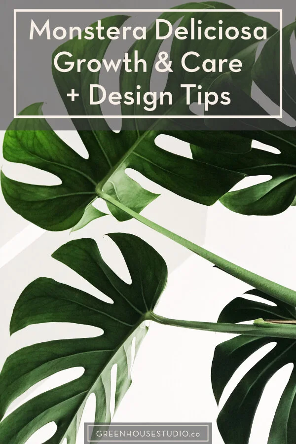 Monstera Deliciosa Care [Soil, Watering, Repotting, Fertilizing ...