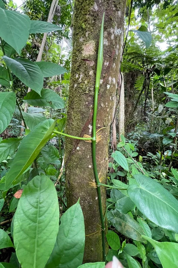 Philodendron Rojo Congo - [Red Philodendron Care ] — Greenhouse Studio