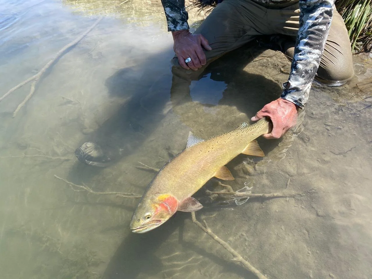native fish — YELLOWSTONE CONSERVATION AND FLY FISHING WITH Craig Mathews