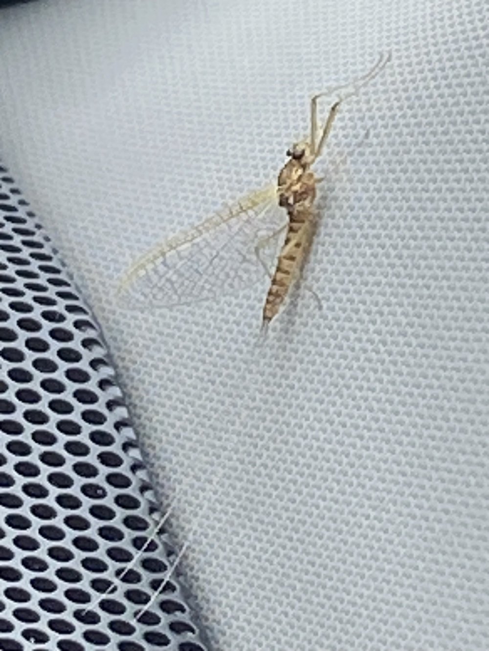 YELLOWSTONE CONSERVATION AND FLY FISHING WITH Craig Mathews