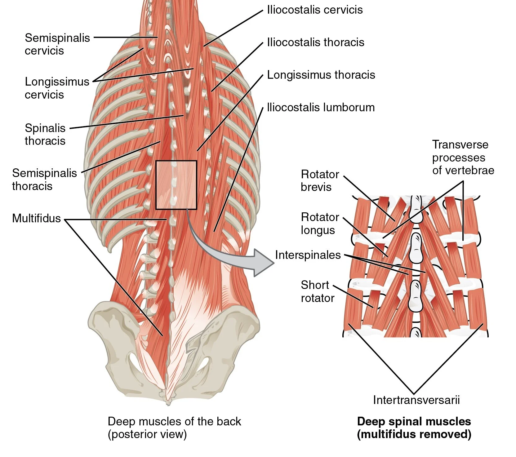 6 Simple Ways to Prevent Back Pain — Dr. Golf Guru. Golf Blog