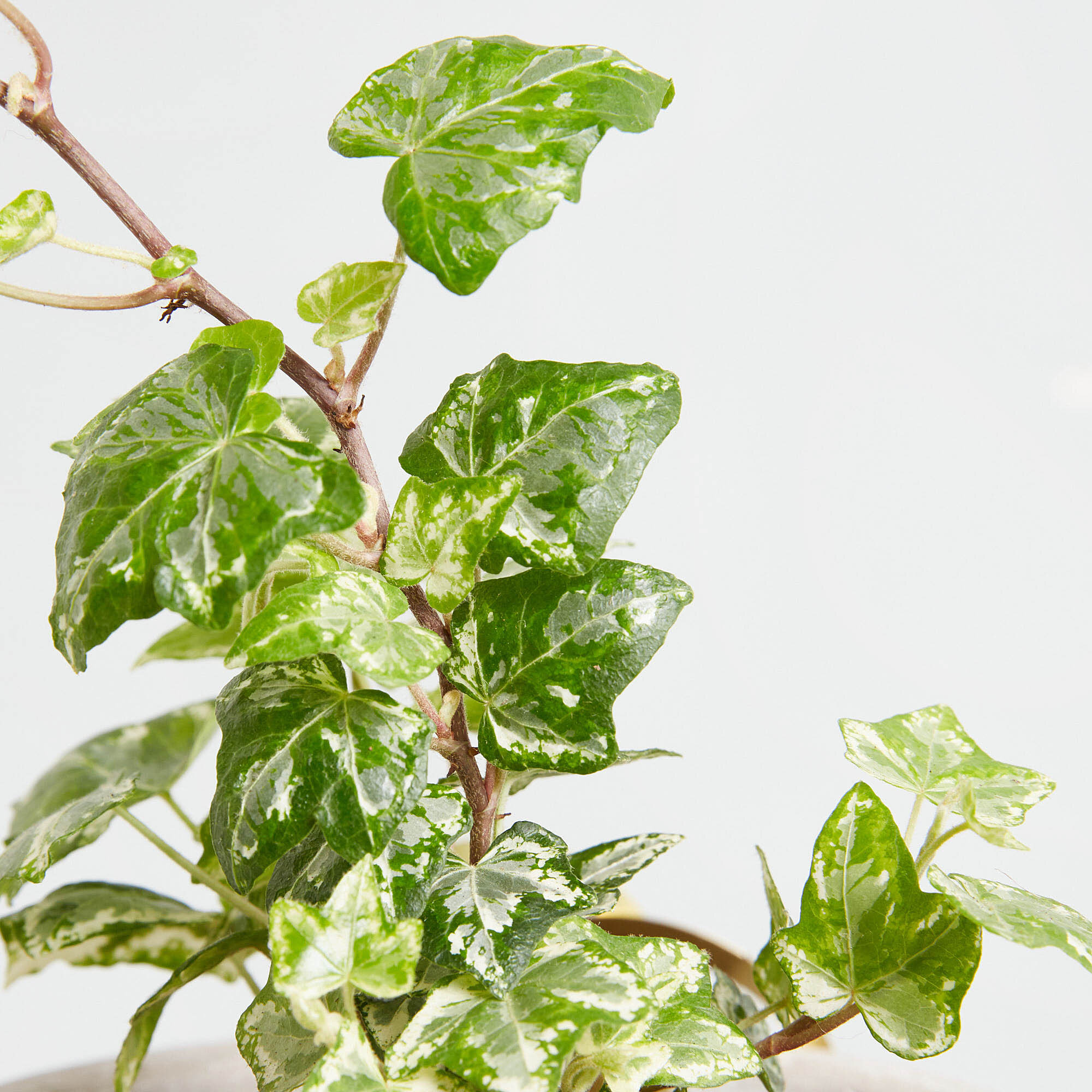 Shop indoor plants in Richmond — Little Green Obsession
