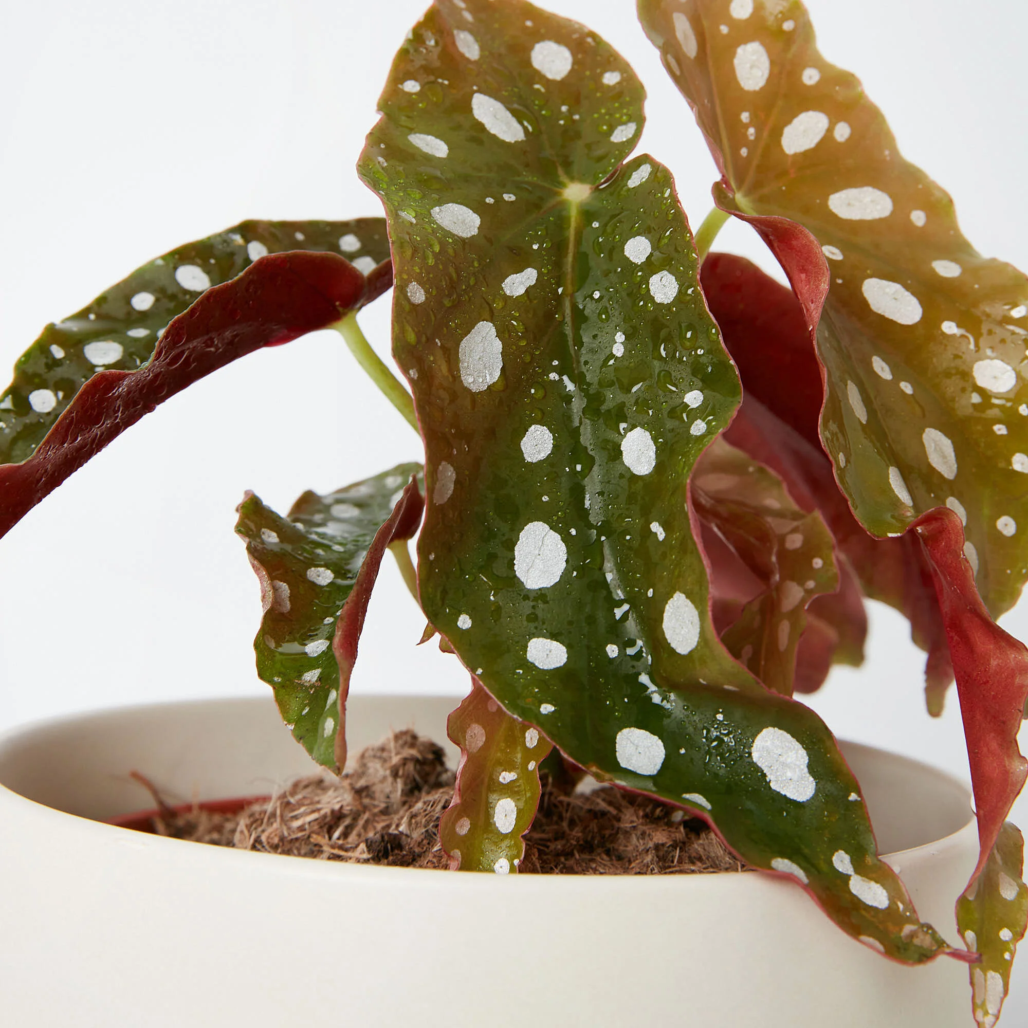 Shop indoor plants in Richmond — Little Green Obsession