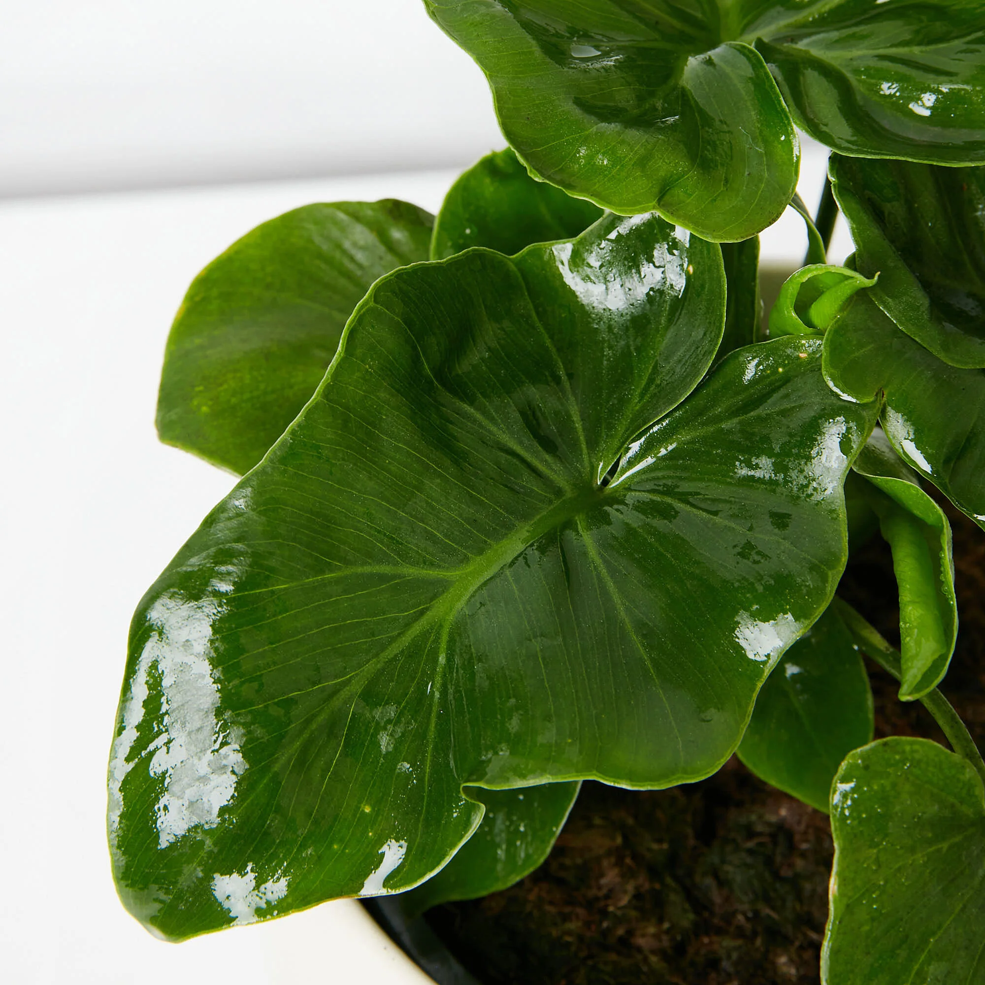 Monstera deliciosa — Little Green Obsession