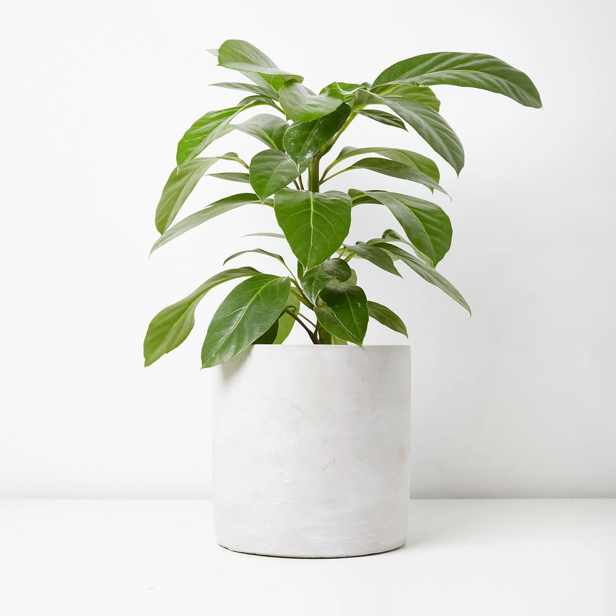 Large indoor plants — Little Green Obsession