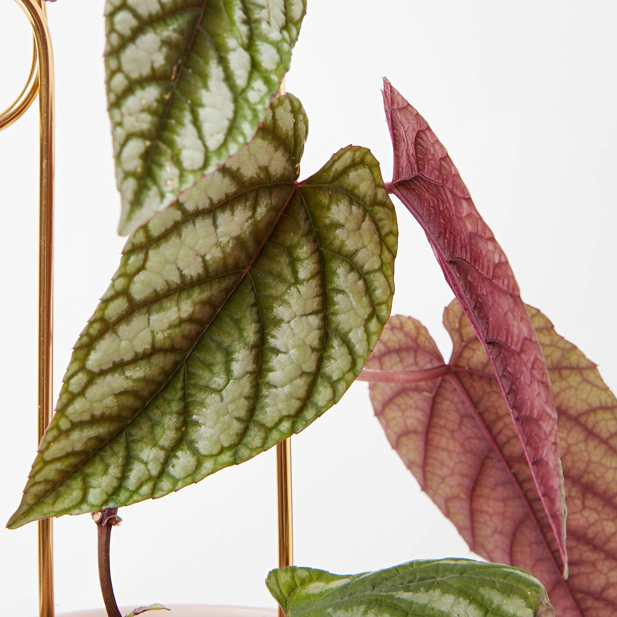 Shop indoor plants in Richmond — Little Green Obsession