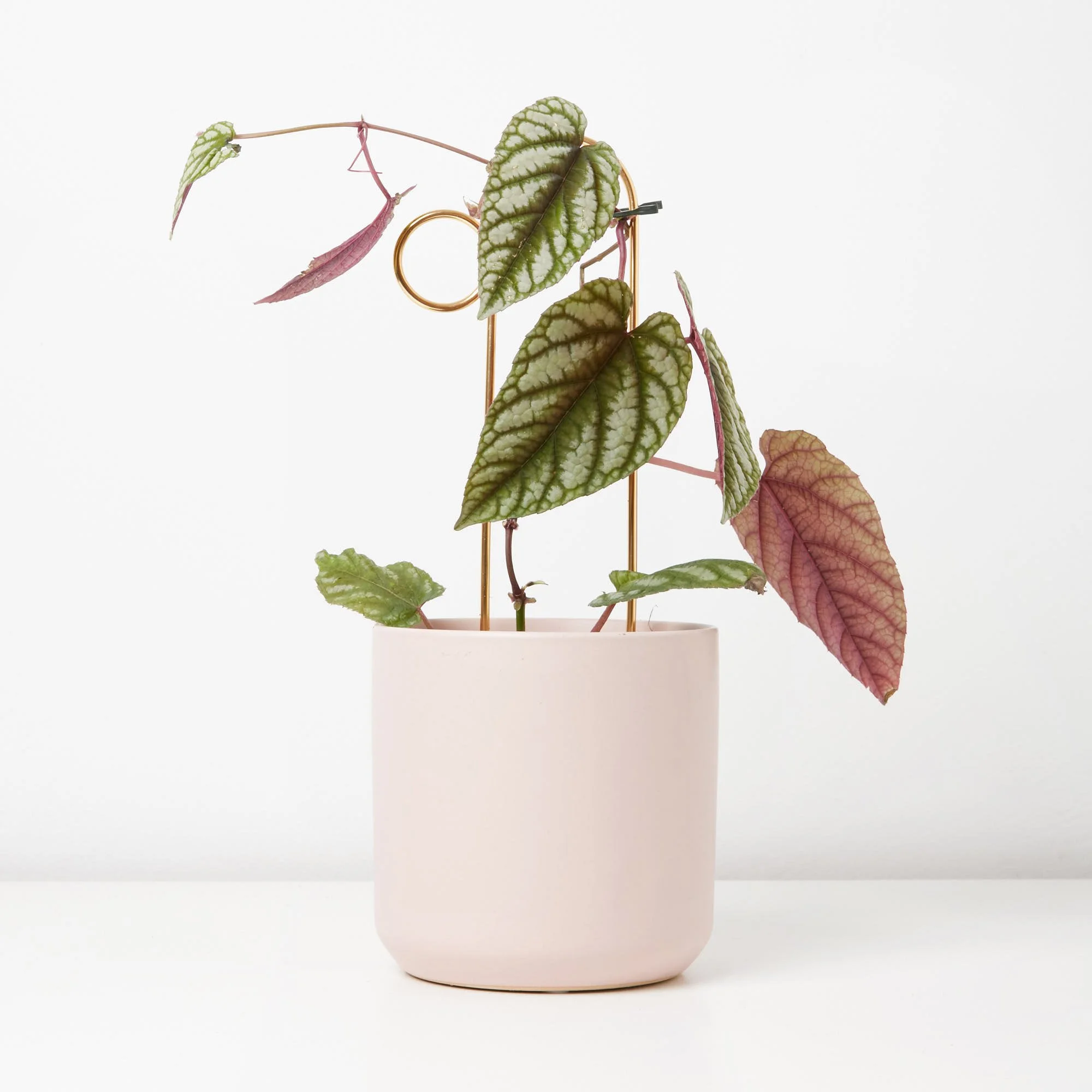 Shop indoor plants in Richmond — Little Green Obsession