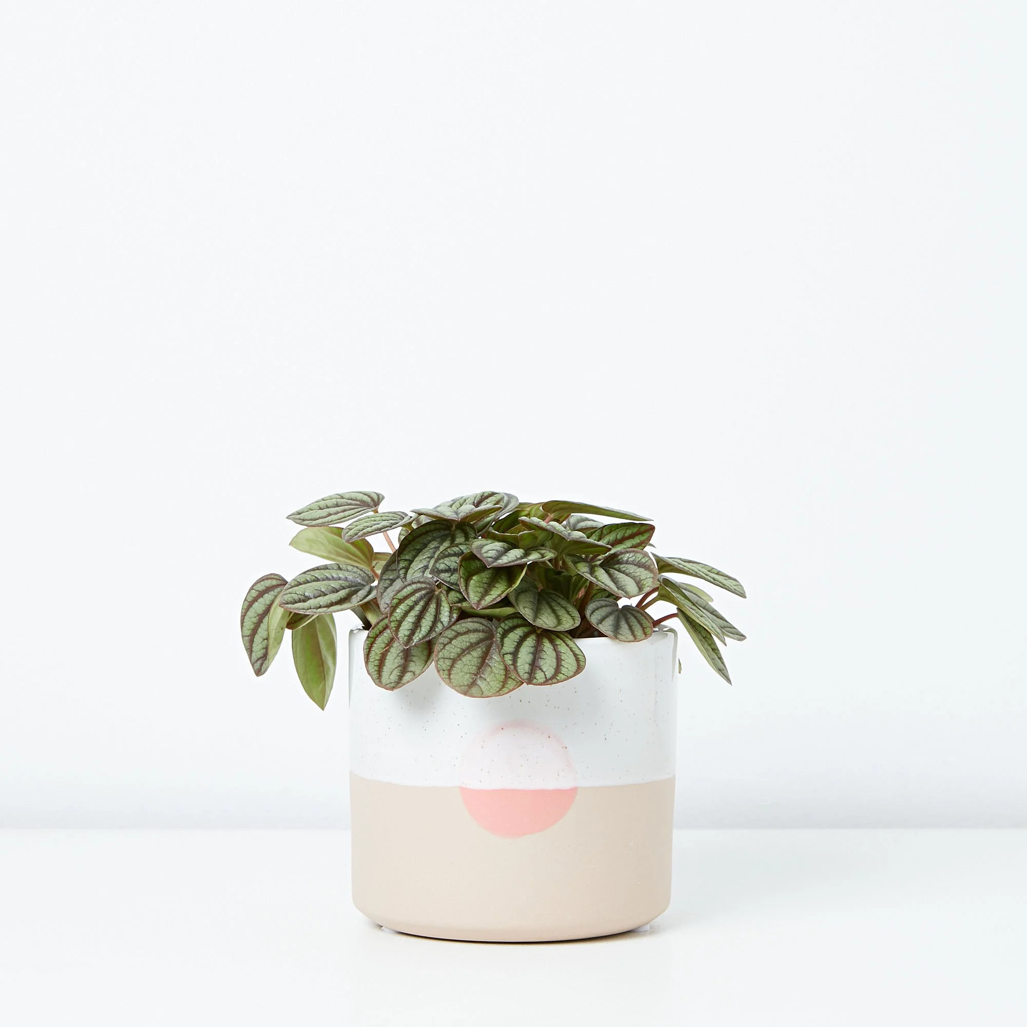 Peperomia piccolo banda — Little Green Obsession