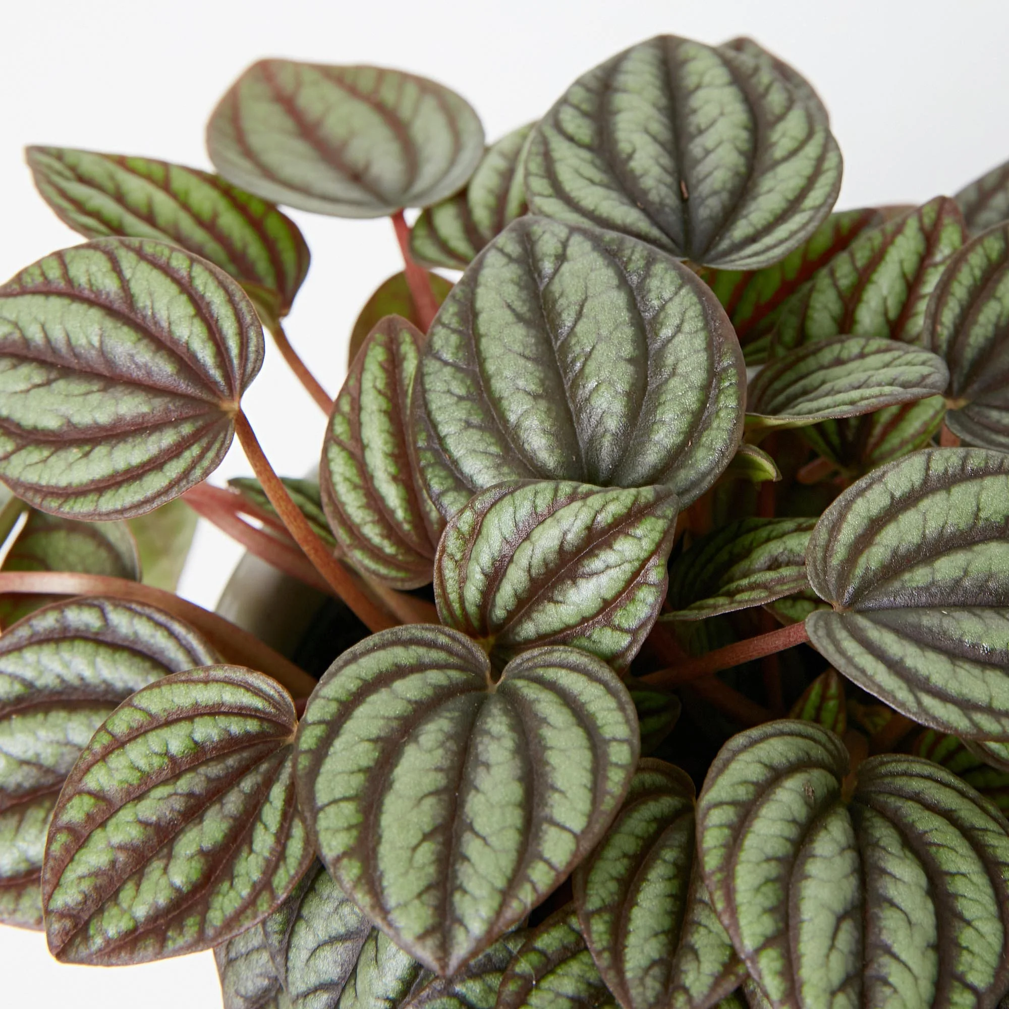 Shop indoor plants in Richmond — Little Green Obsession