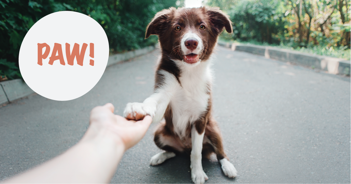 The Ultimate Paw Care Guide for Singaporean Dog Owners. — BELLY UP