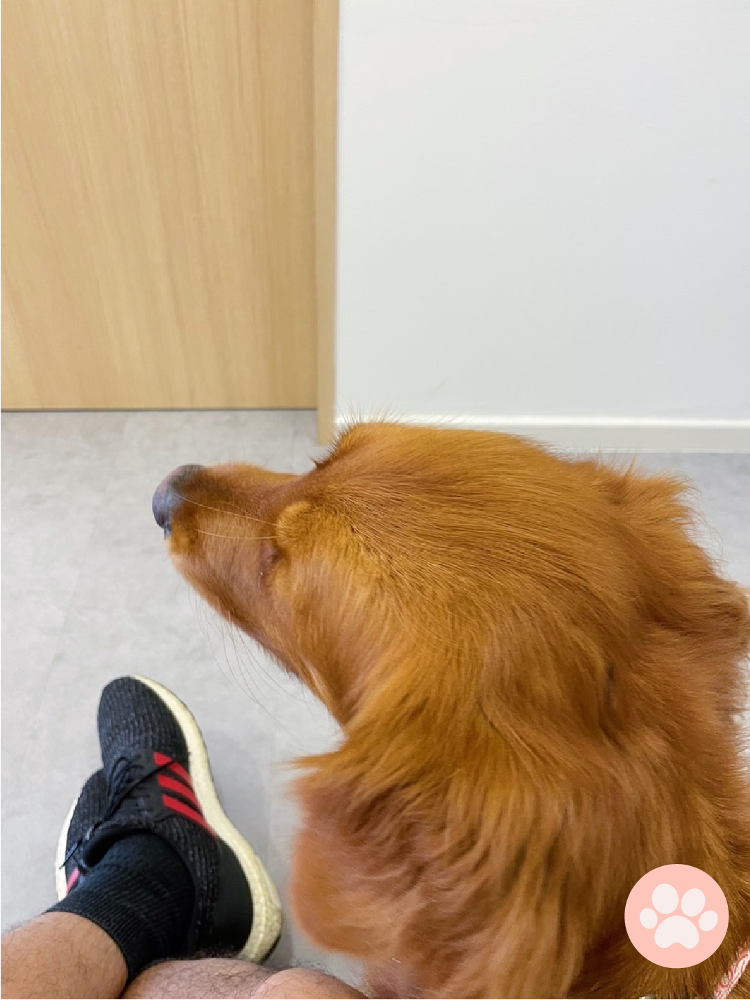 A Powerful Lesson We Learnt From Fighting Our Dog's Food Allergies ...