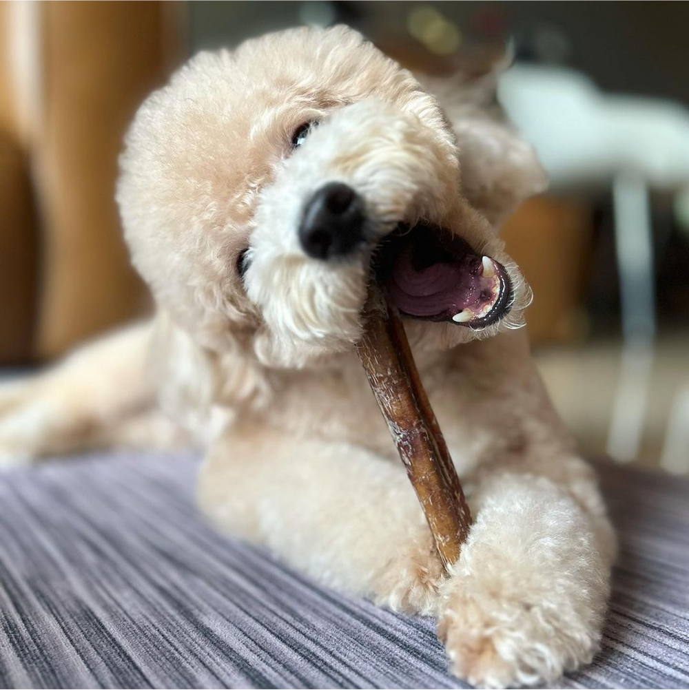 We Asked ChatGPT About The Most Popular Dog Treats In 2023 — BELLY UP