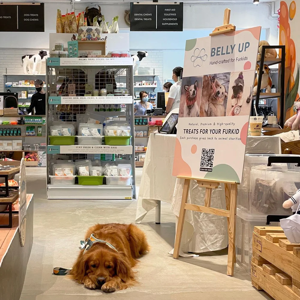 Unleashing the Best: A Guide to Top Singapore Pet Supply & Dog Supply Stores — BELLY UP