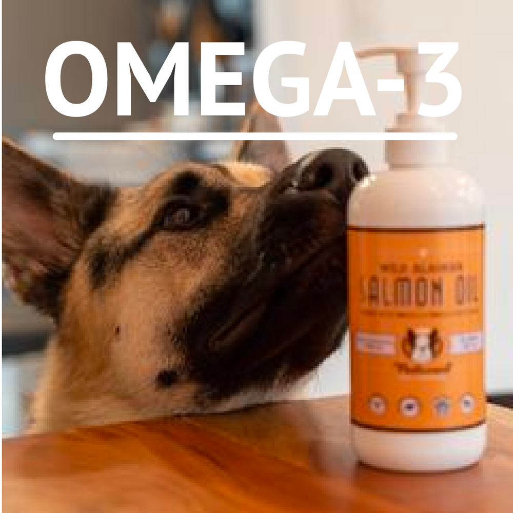 The Importance of Giving Your Dog Omega-3 Supplements in Their Diet In ...