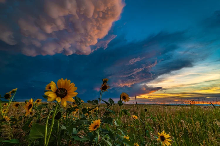 Jeremy Janus Photography