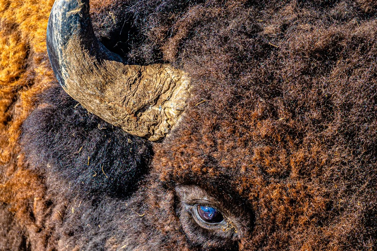 Jeremy Janus Photography