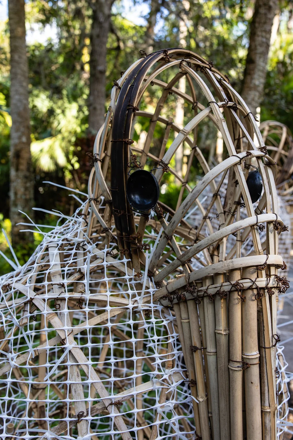 A Tropical Flock — The Myth Makers
