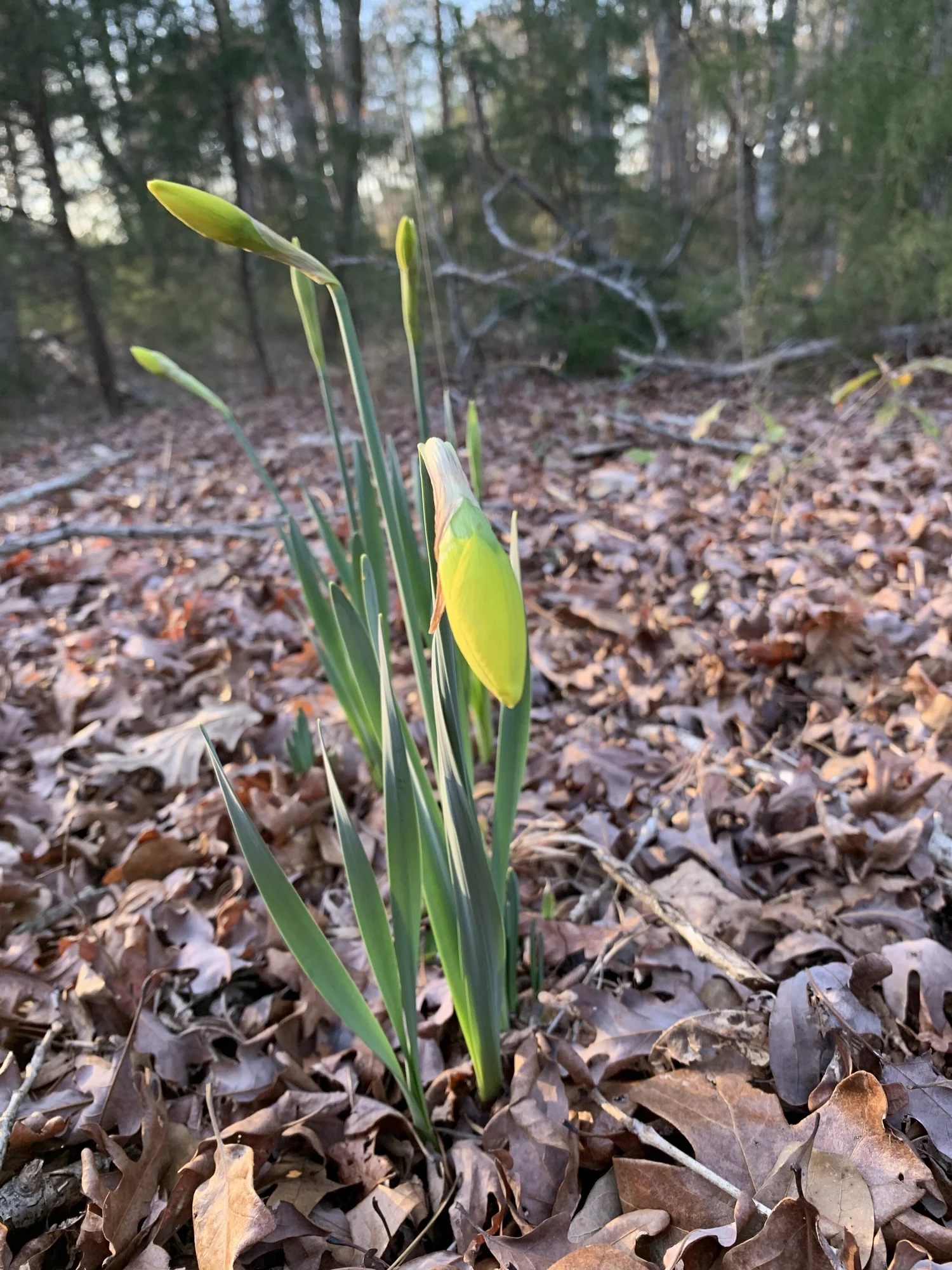 3 Tips for Fresh Daffodil Blooms — Grow Sow Happy