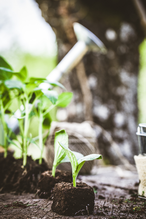 Home Gardening Reference Cards — Grow Sow Happy