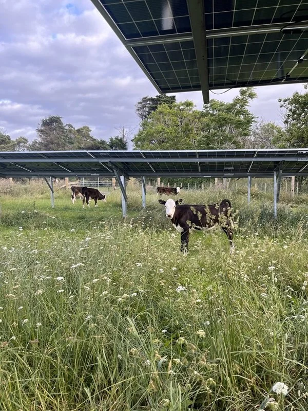 Solar Farm Project - Waiuku Solar Farm — Lightyears Solar