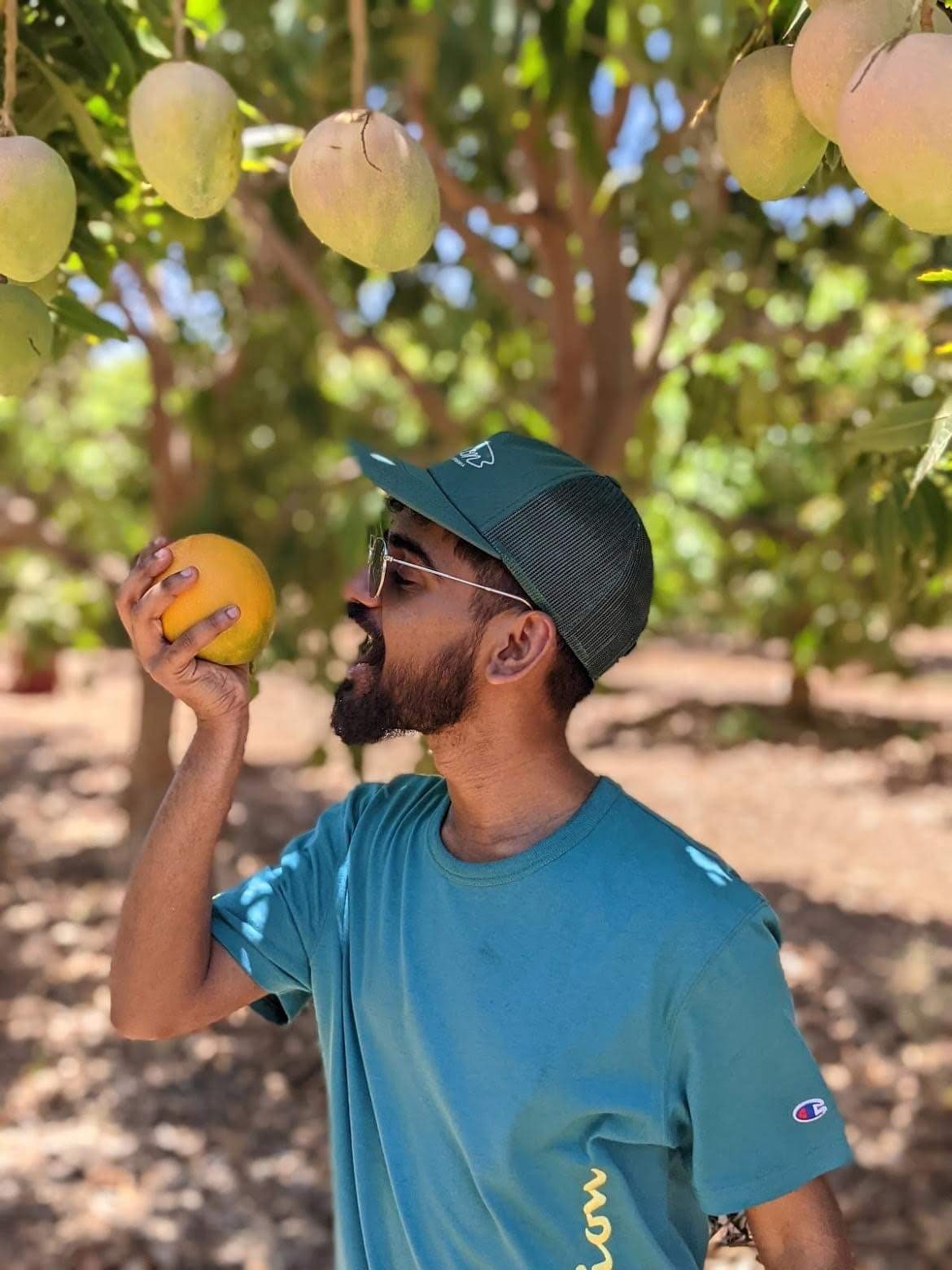 Honey Gold Mango Pickup - Karawara — The Mango Project