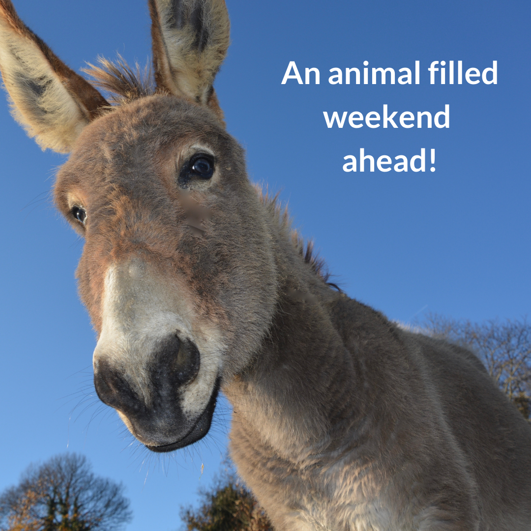 Donkey Xote Quotes Donkey Xote (2007) IMDb