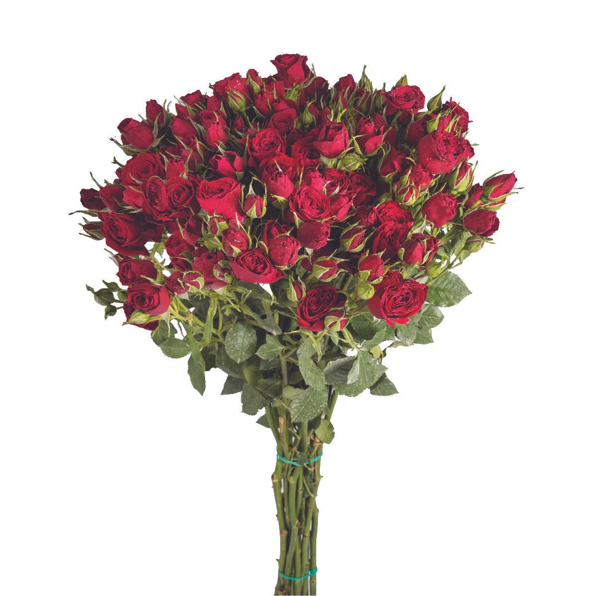 Spray Roses — MuchFlowers