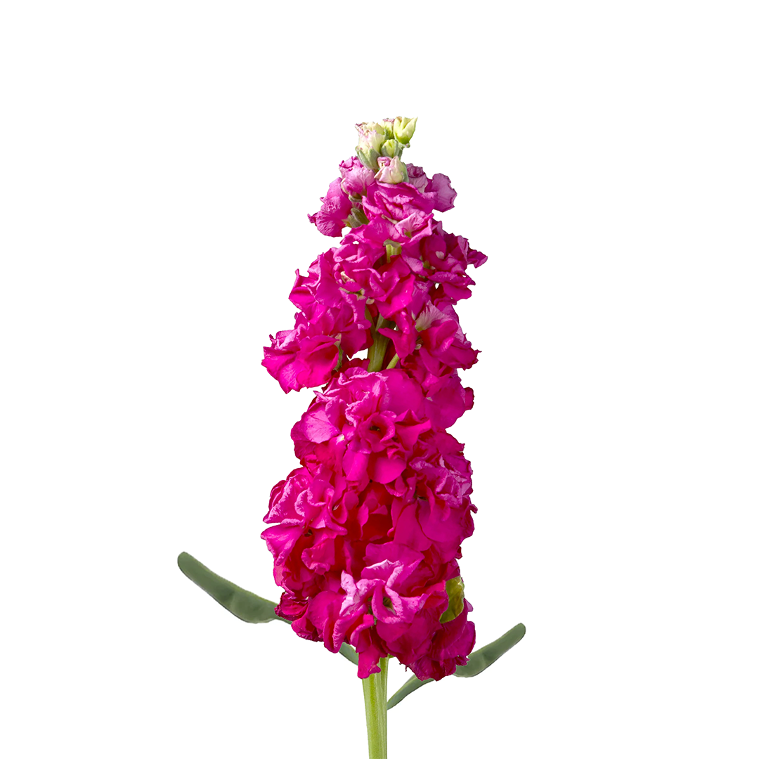 Stock Hot Pink — MuchFlowers