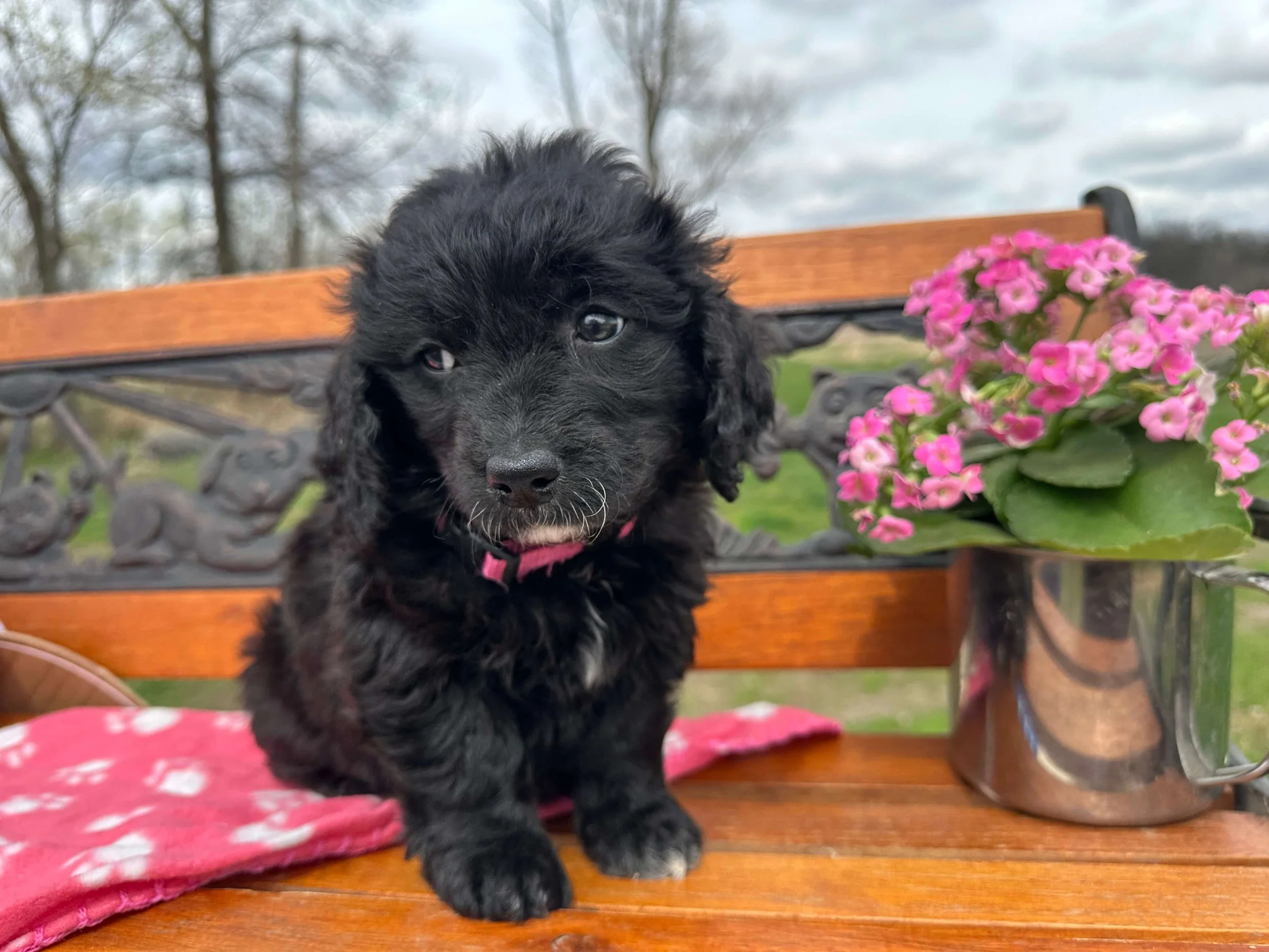 Our Pups — All About The Doodles