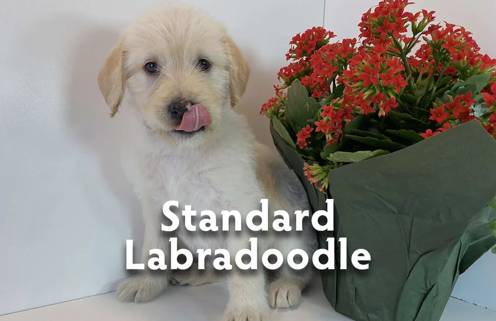 All About The Doodles | Labradoodle Puppies for Sale in Illinois