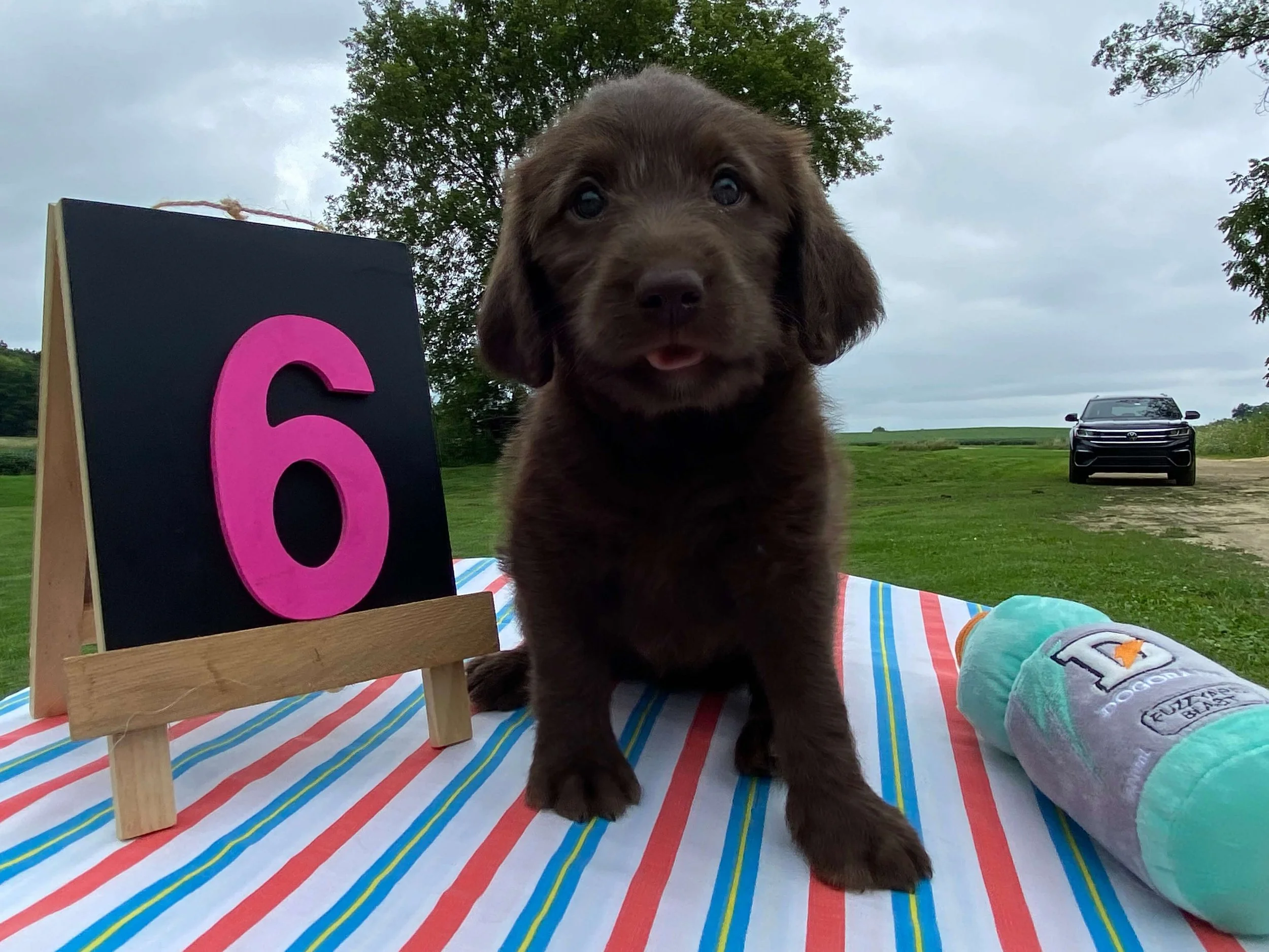 Our Pups — All About The Doodles | From our family to yours.