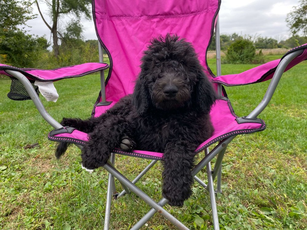 What’s the Difference Between F1 and F1b Labradoodles? — All About The ...