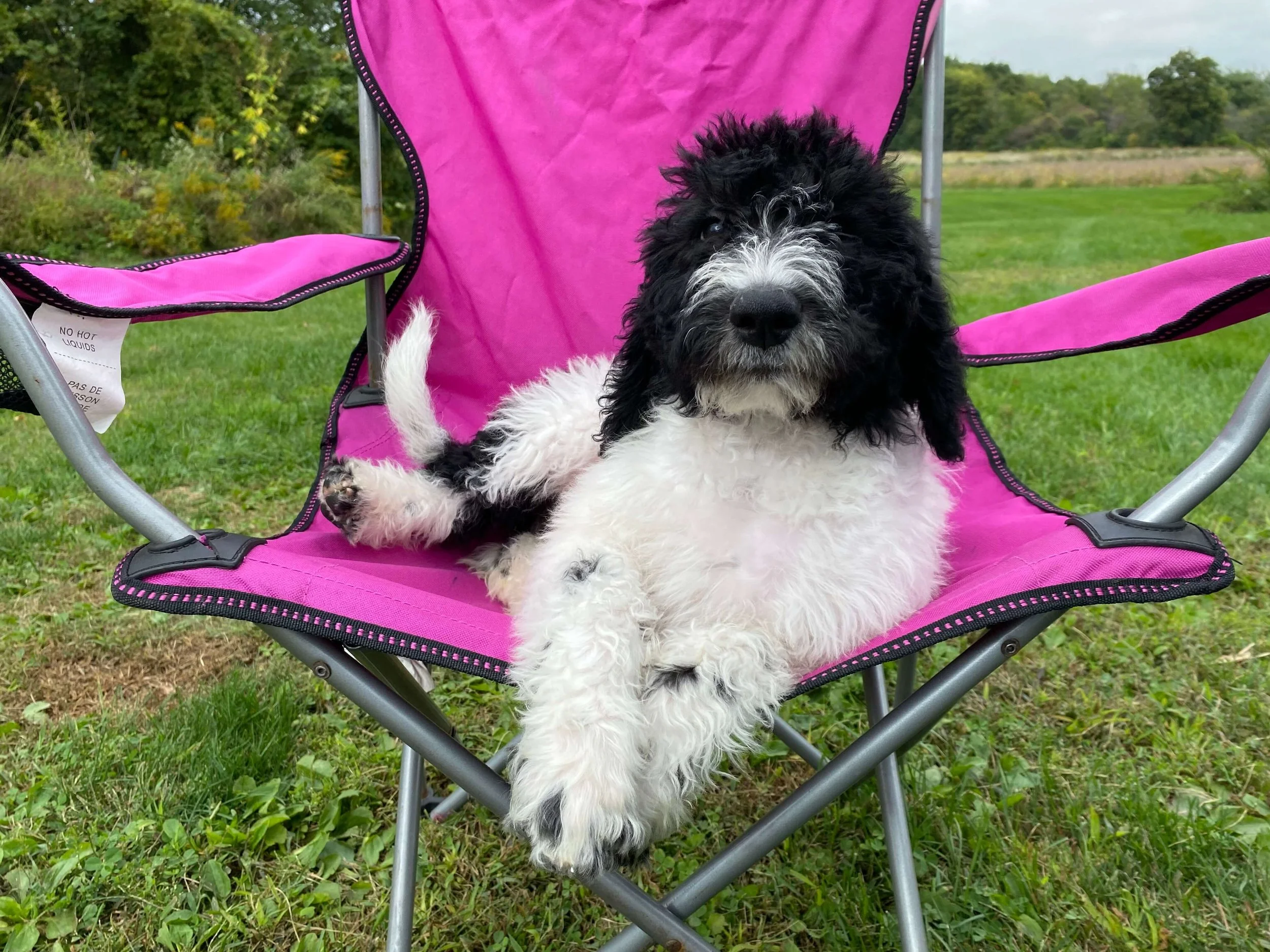 Our Pups — All About The Doodles | From our family to yours.