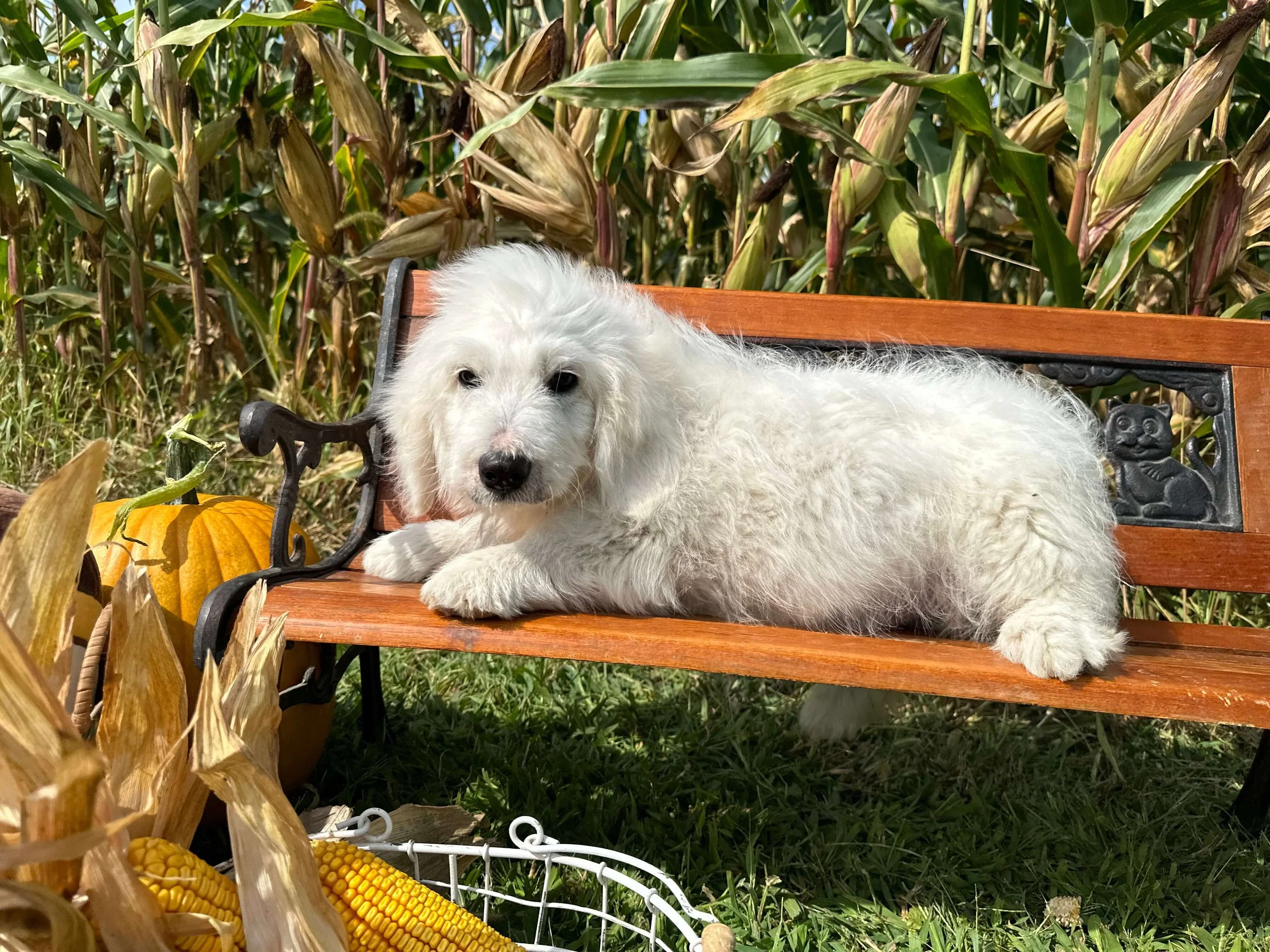 Our Pups — All About The Doodles | From our family to yours.