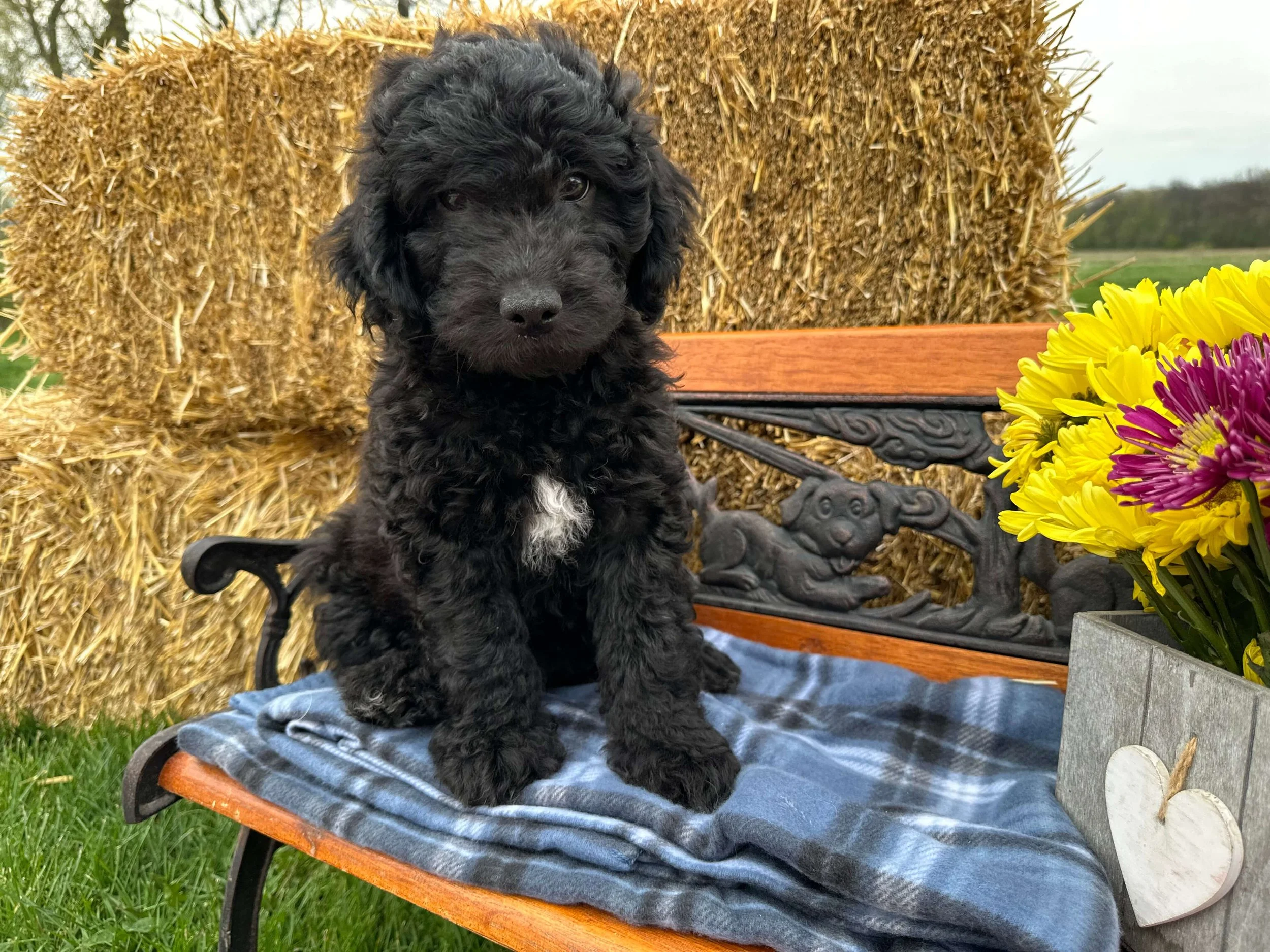 Our Pups — All About The Doodles