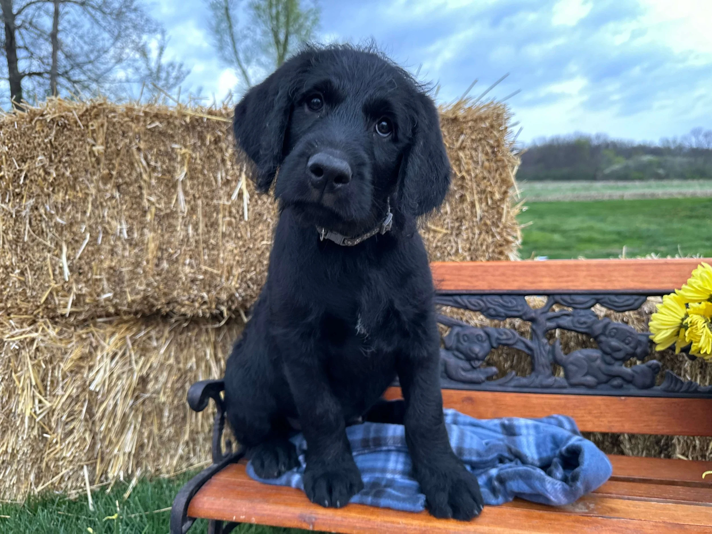 Our Pups — All About The Doodles