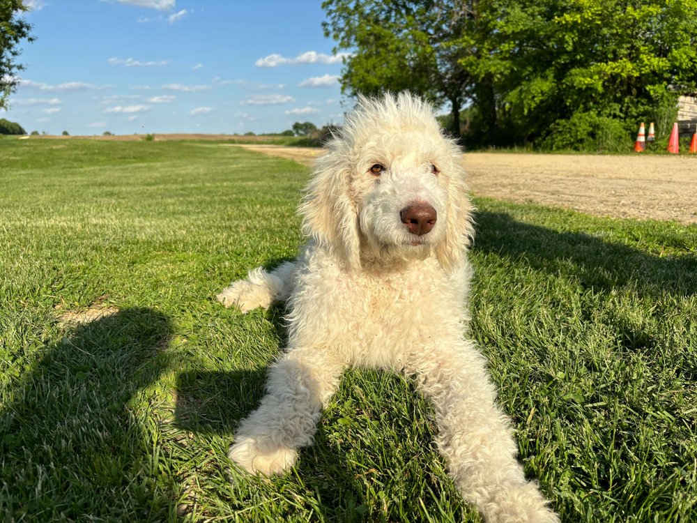 How Much Does It Cost to Raise a Labradoodle in Illinois? — All About ...