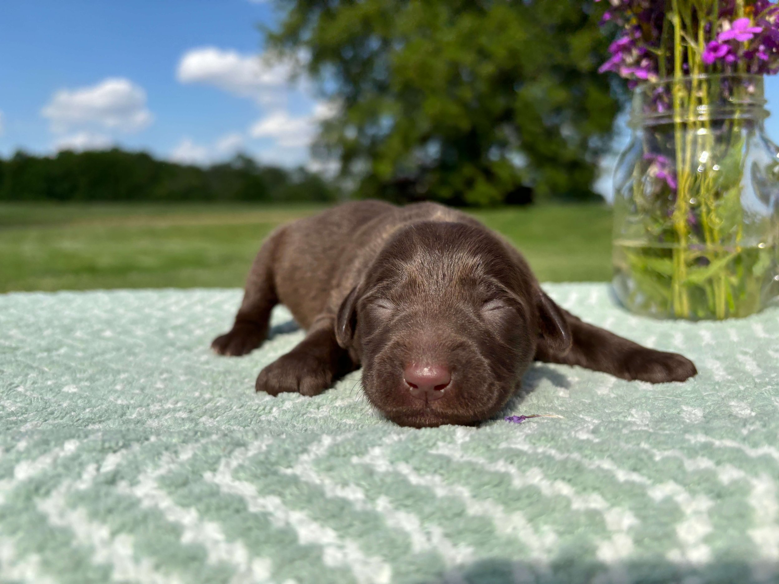 Our Pups — All About The Doodles