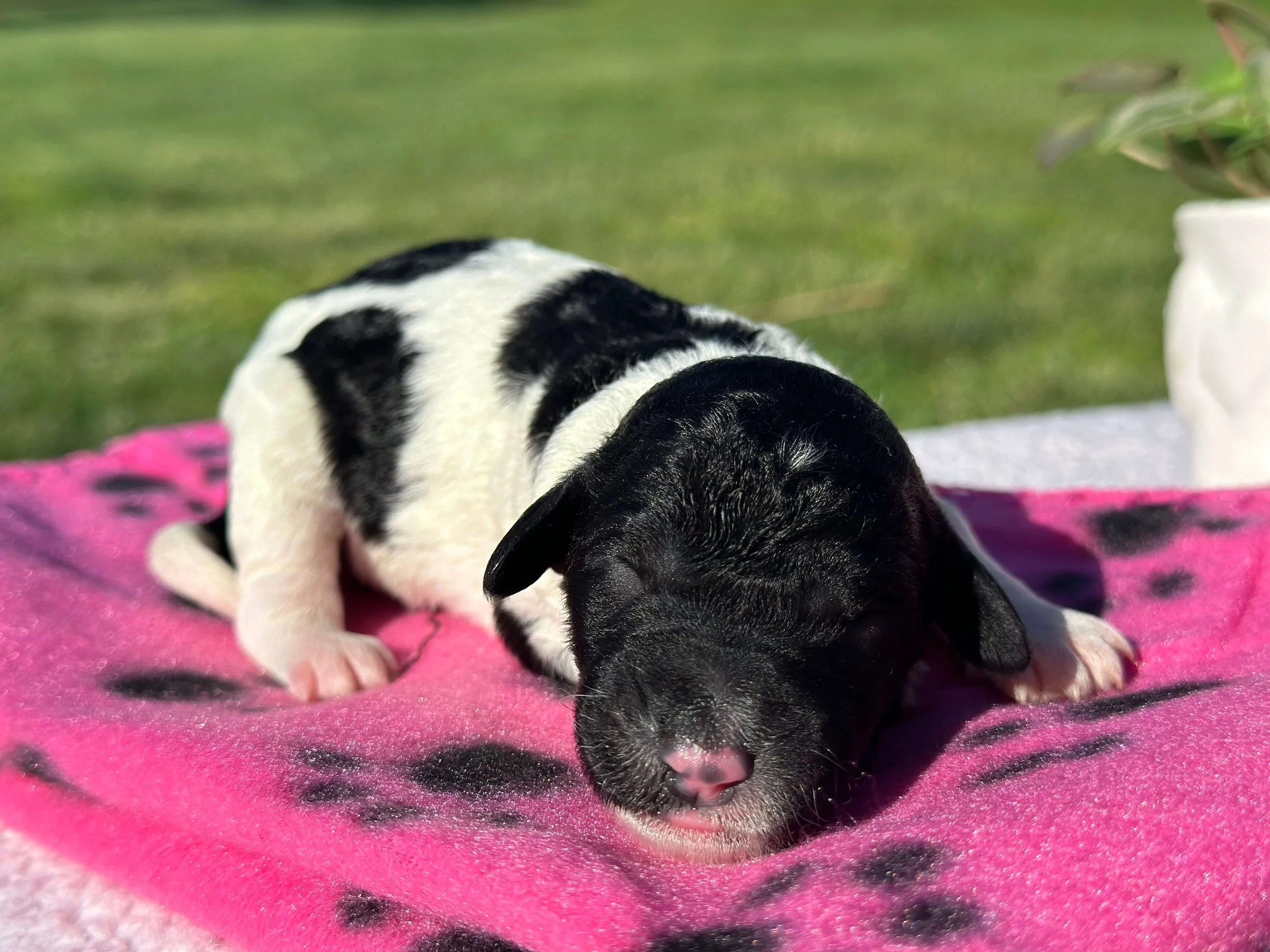 Our Pups — All About The Doodles