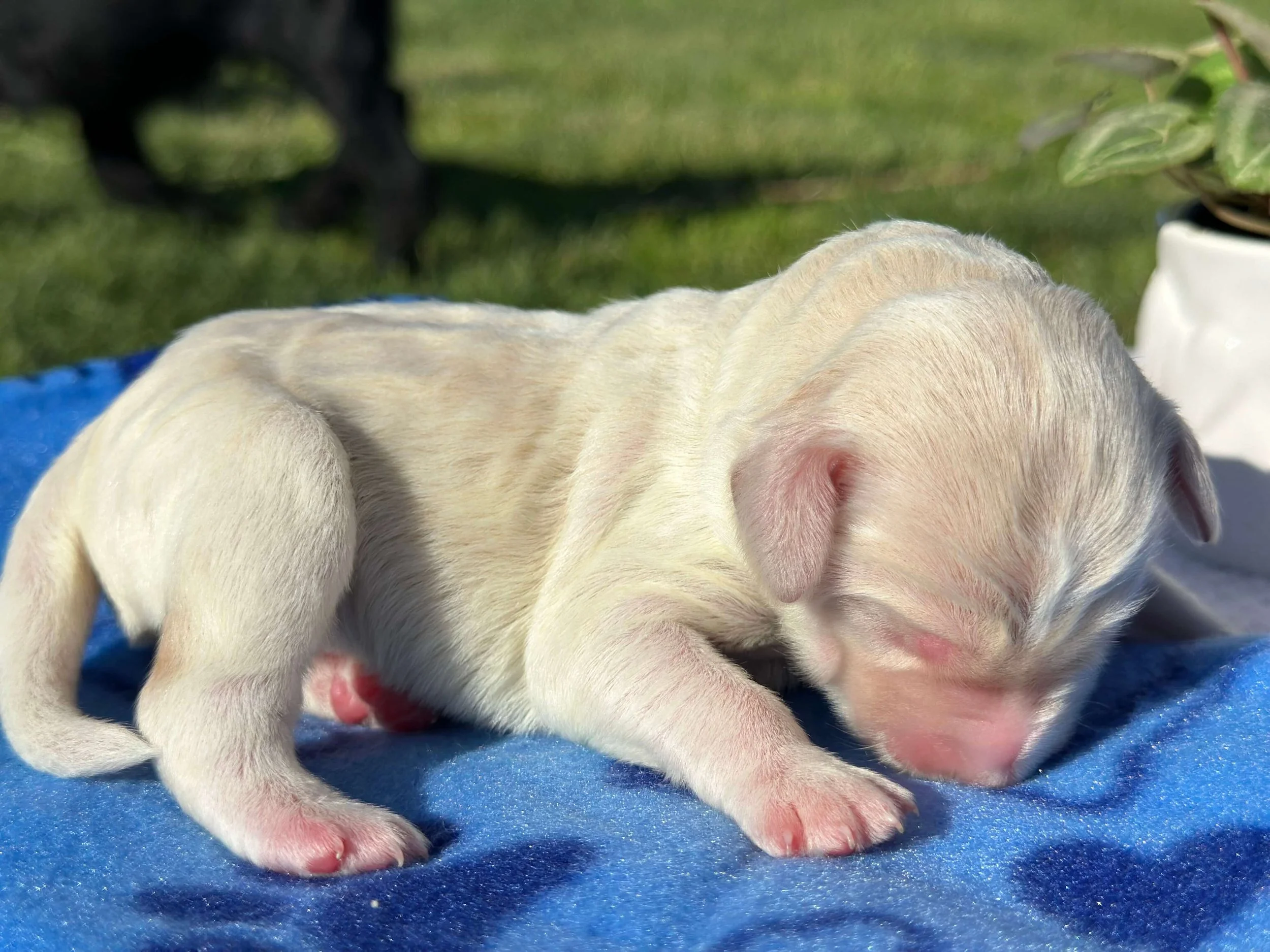 Our Pups — All About The Doodles