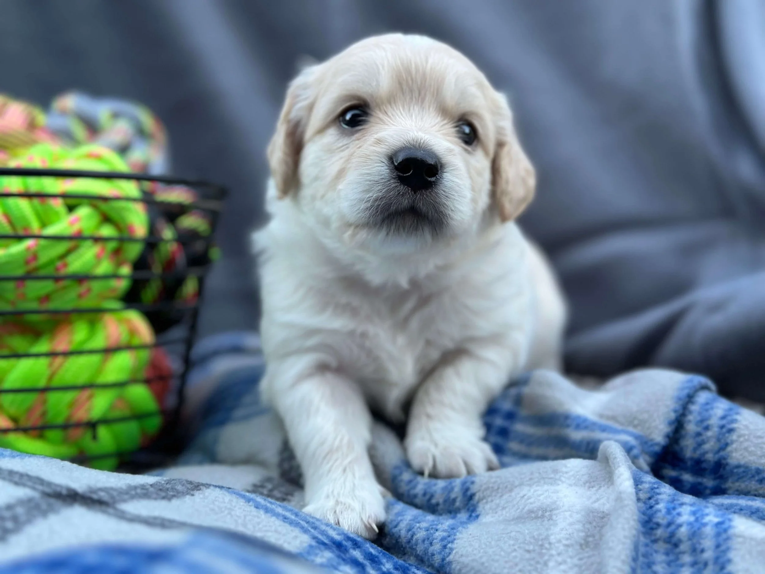 Our Pups — All About The Doodles