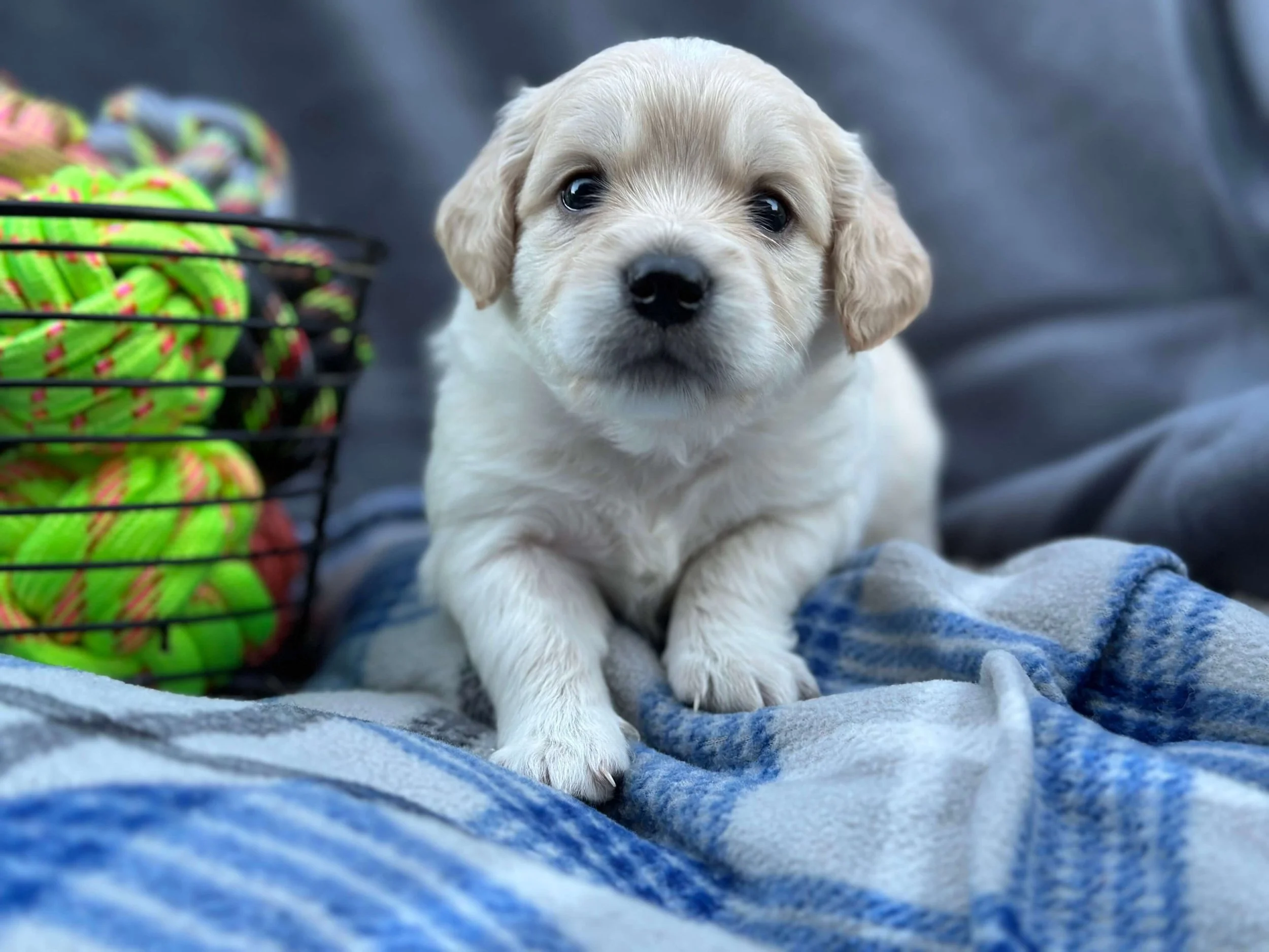 Our Pups — All About The Doodles