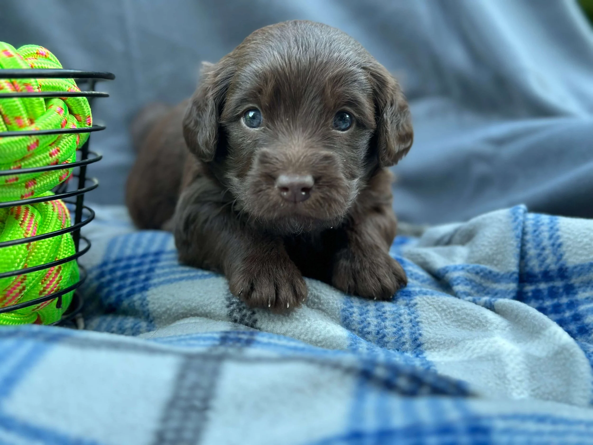 Our Pups — All About The Doodles