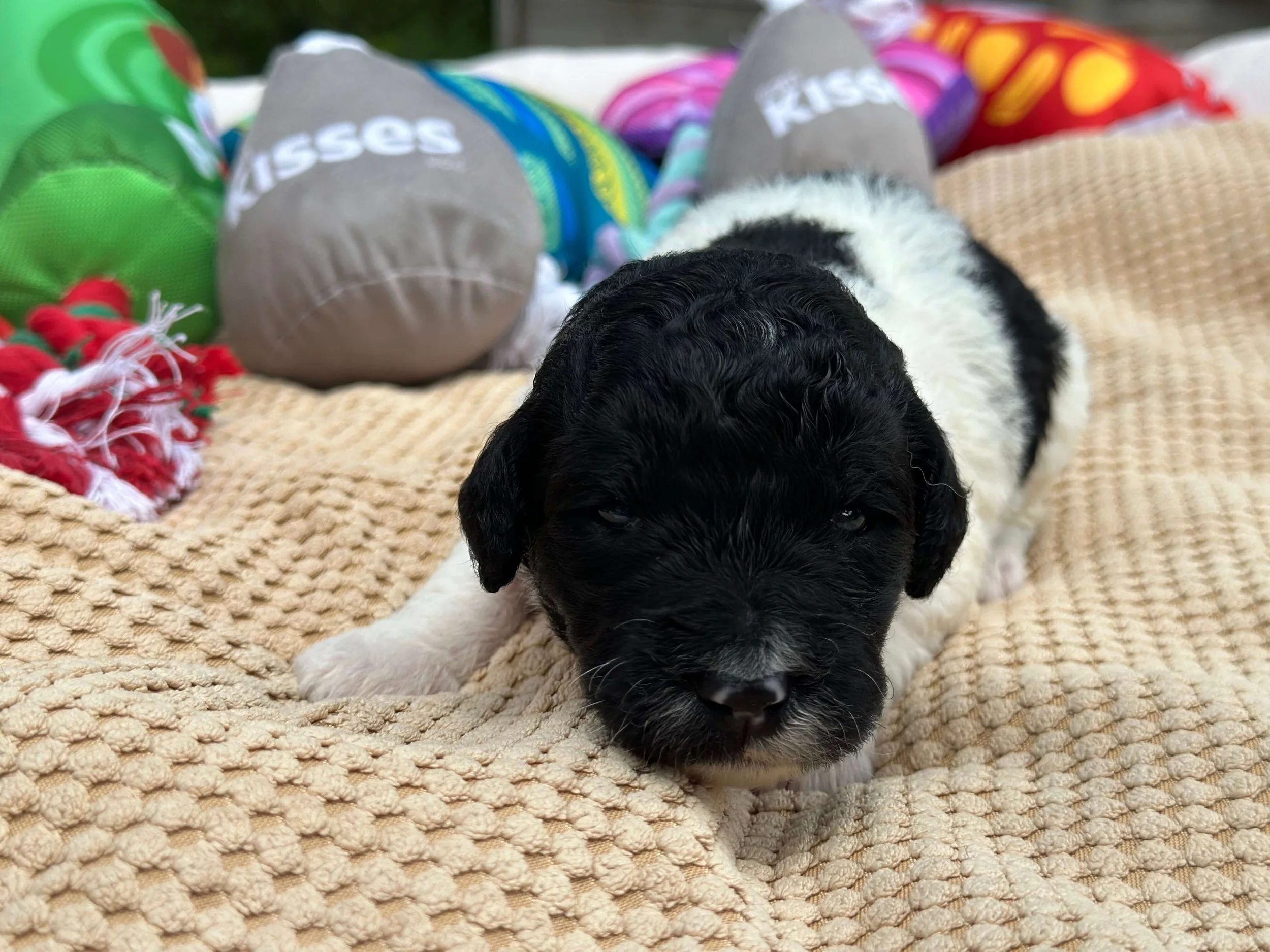 Our Pups — All About The Doodles