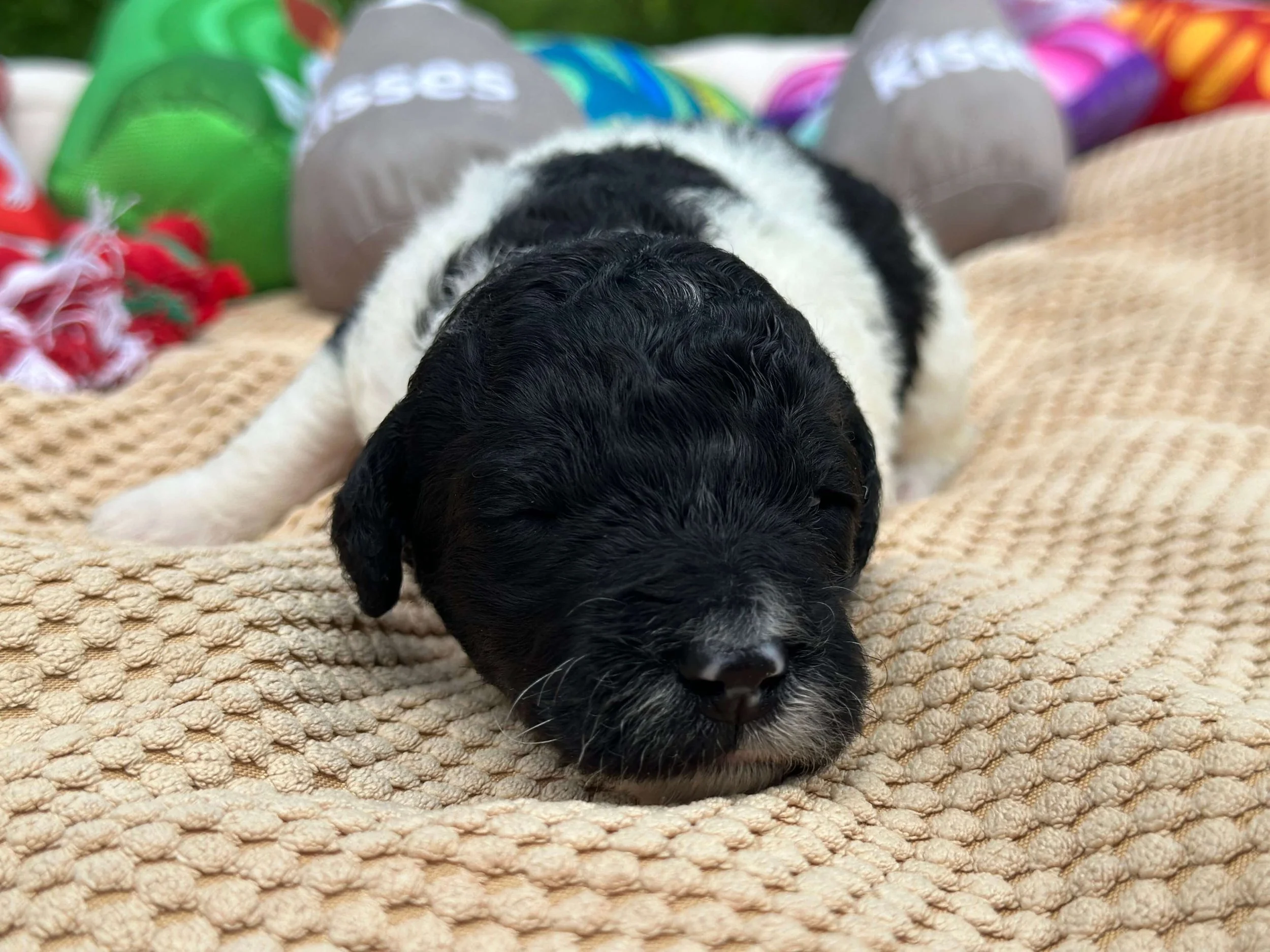 Our Pups — All About The Doodles