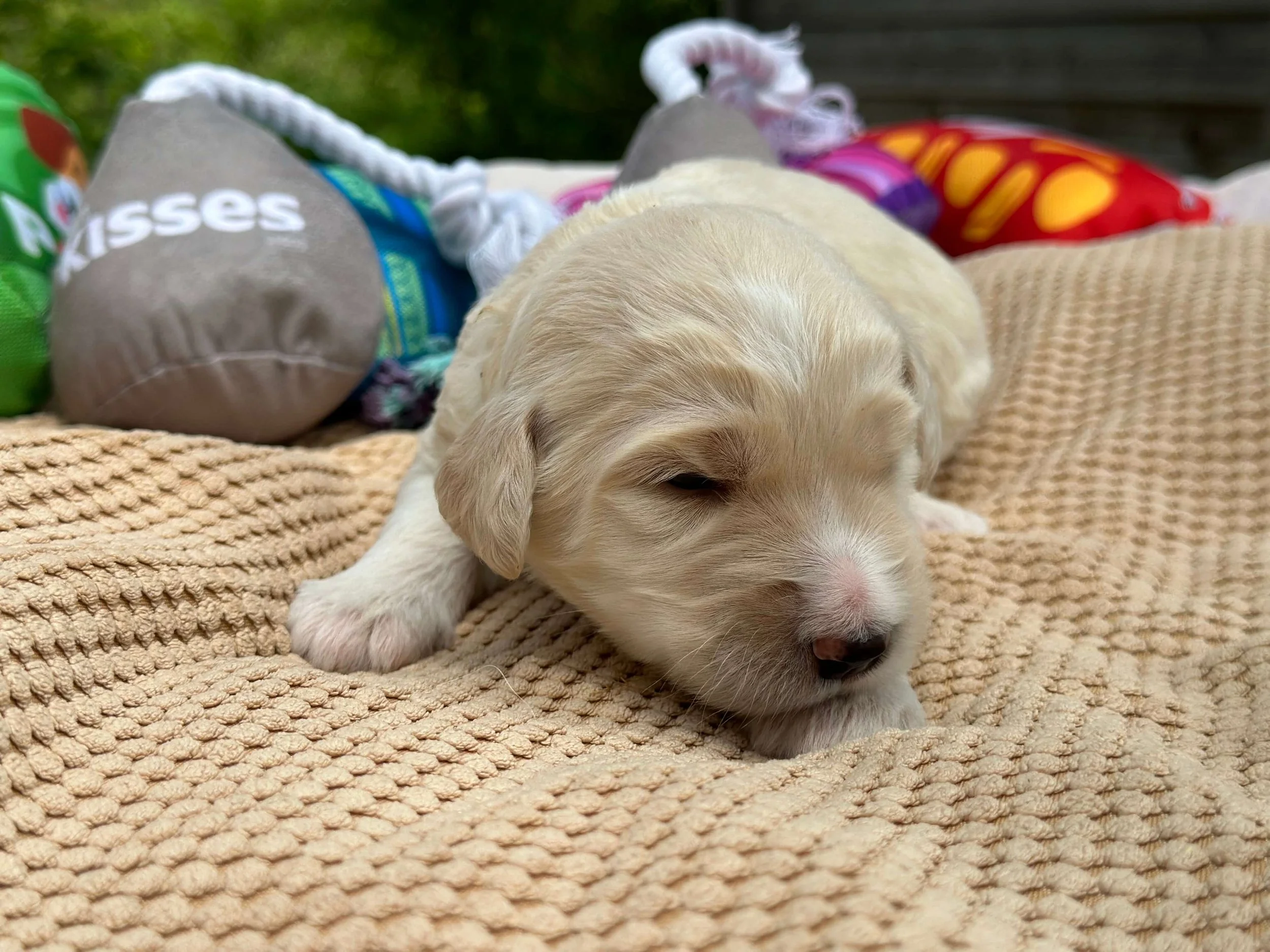 Our Pups — All About The Doodles