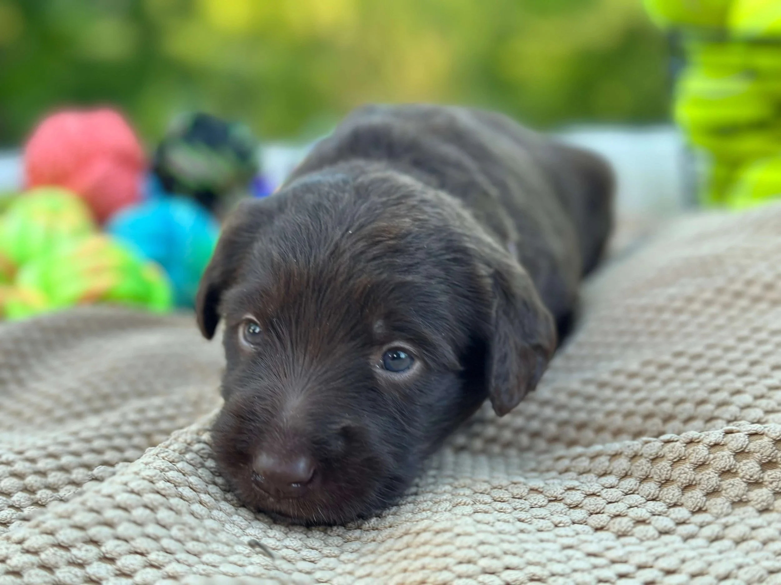 Our Pups — All About The Doodles